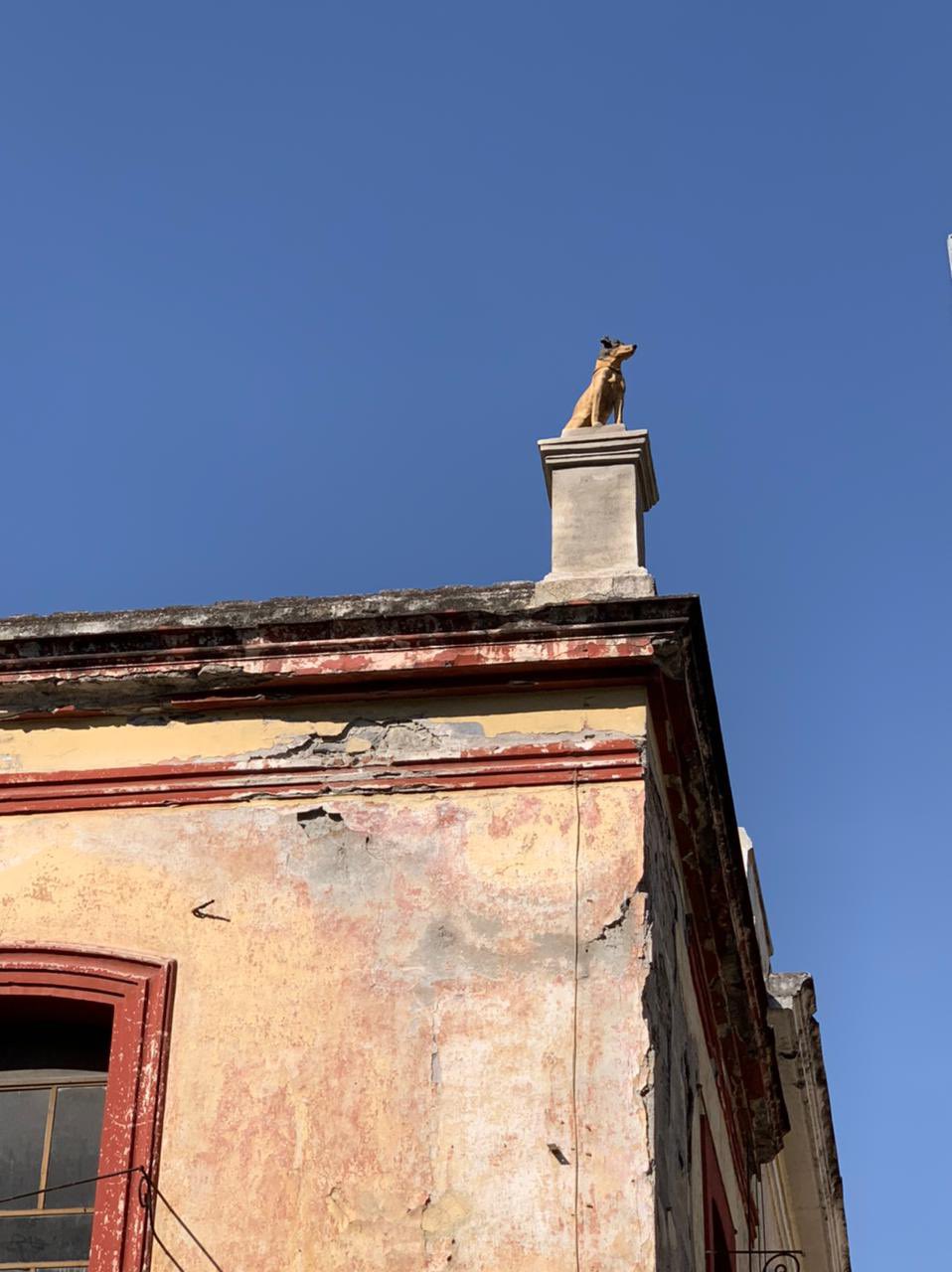 El Perro de azotea ha vuelto a su atalaya frente a la Concordia - Mundo ...